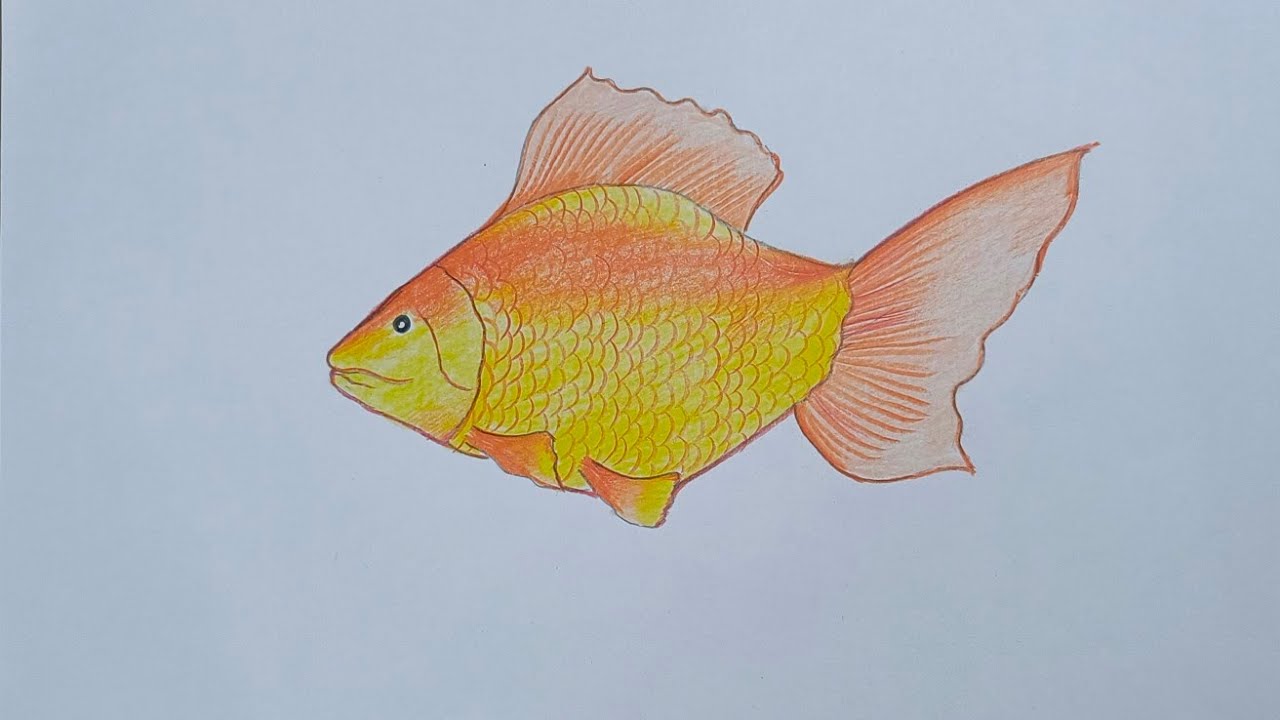 Gold fish drawing tutorial/ Gold fish easy art - YouTube