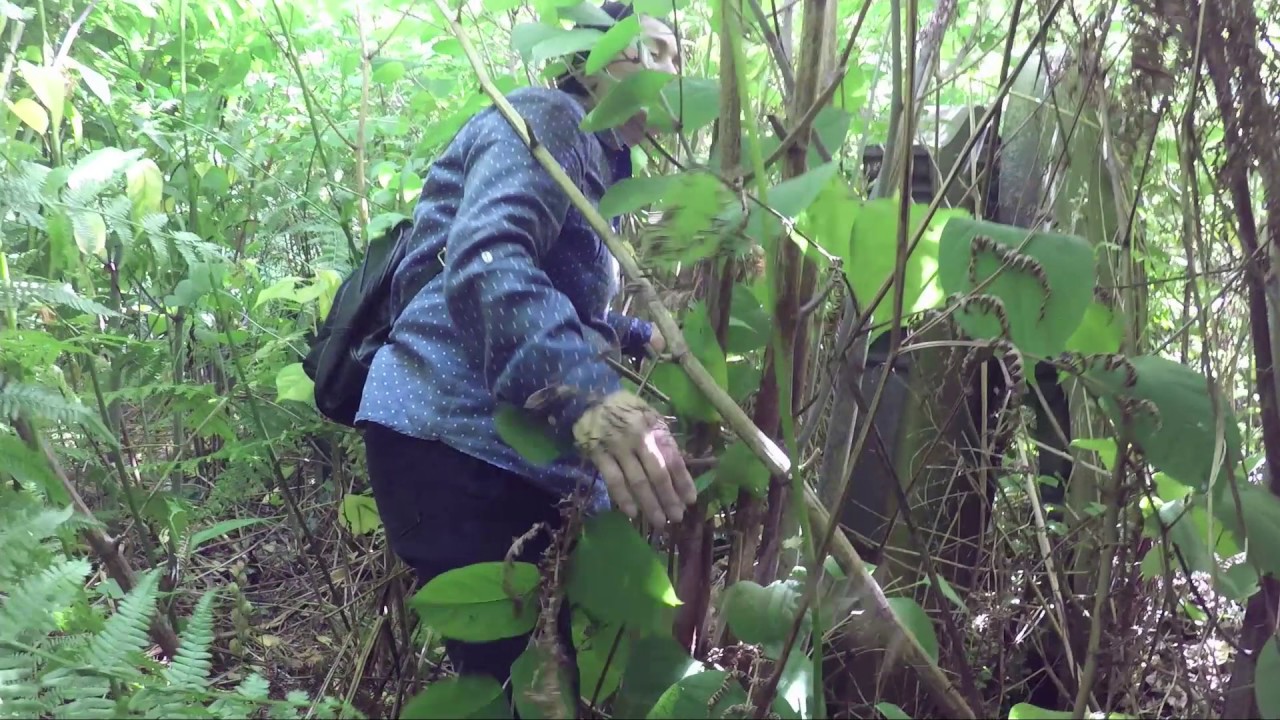 Wardsend Cemetery at Owlerton, Sheffield - YouTube