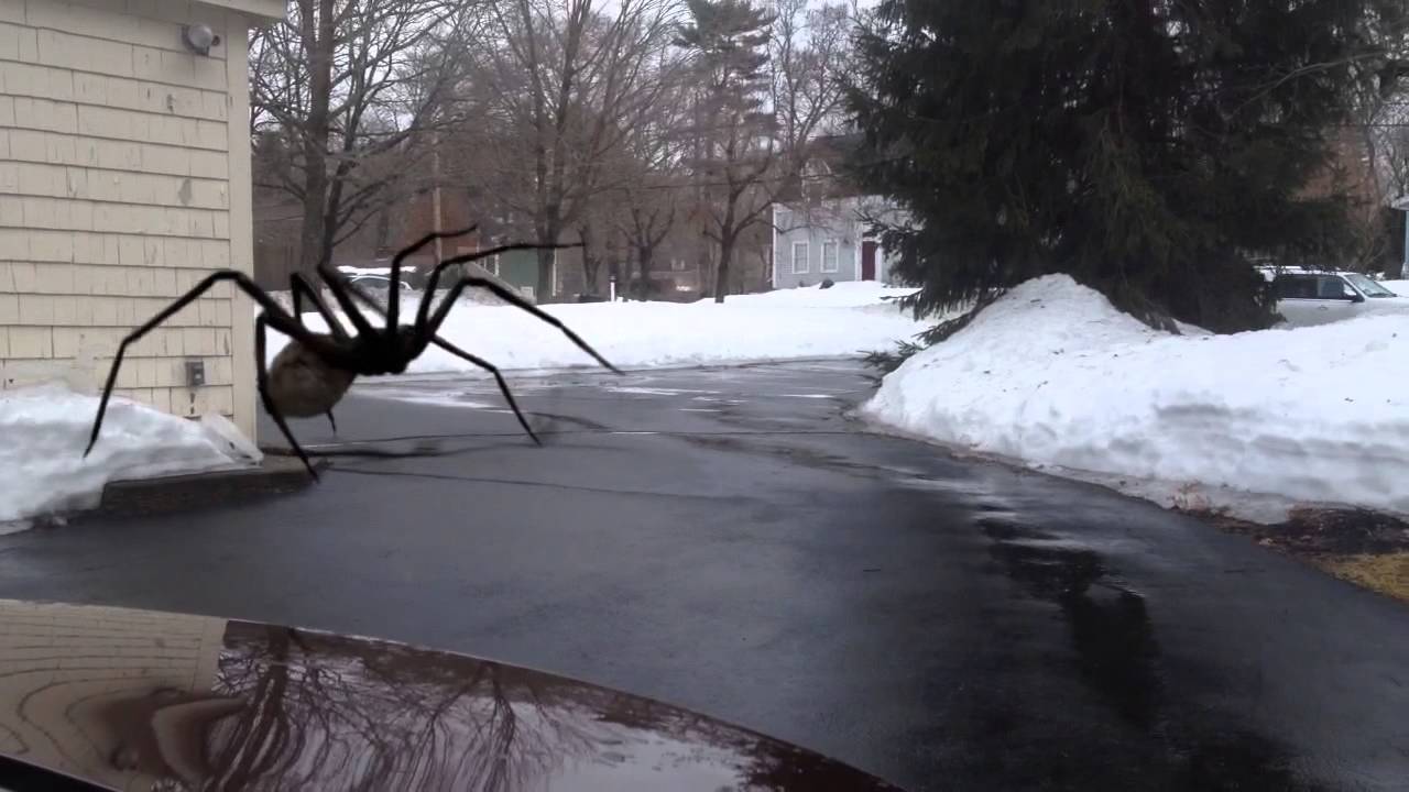 Giant spider attack - YouTube
