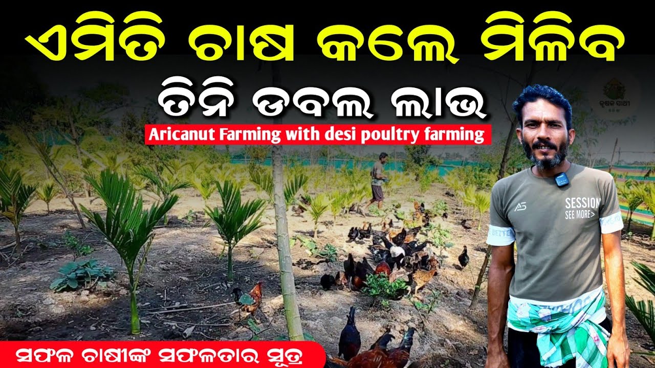 [ଗୁଆ ସହ ଦେଶୀ କୁକୁଡ଼ା ଚାଷ]Desi kukuda chasa🐓 gua chasa in odisha ...