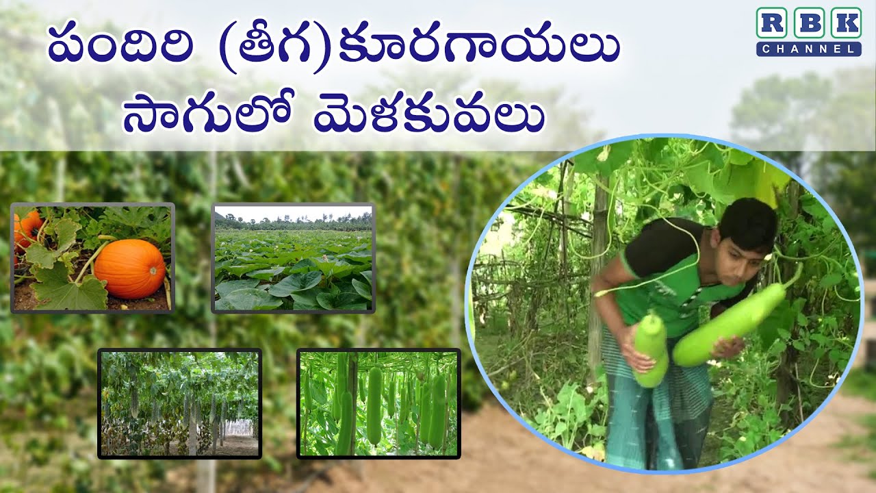 Cucurbits Cultivation - YouTube