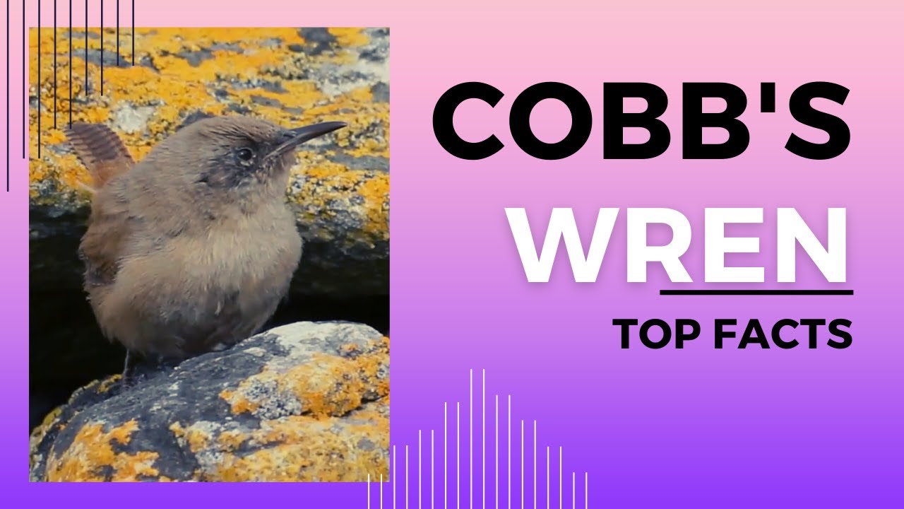 Cobb's wren facts 🦜 endemic to the Falkland Islands - YouTube