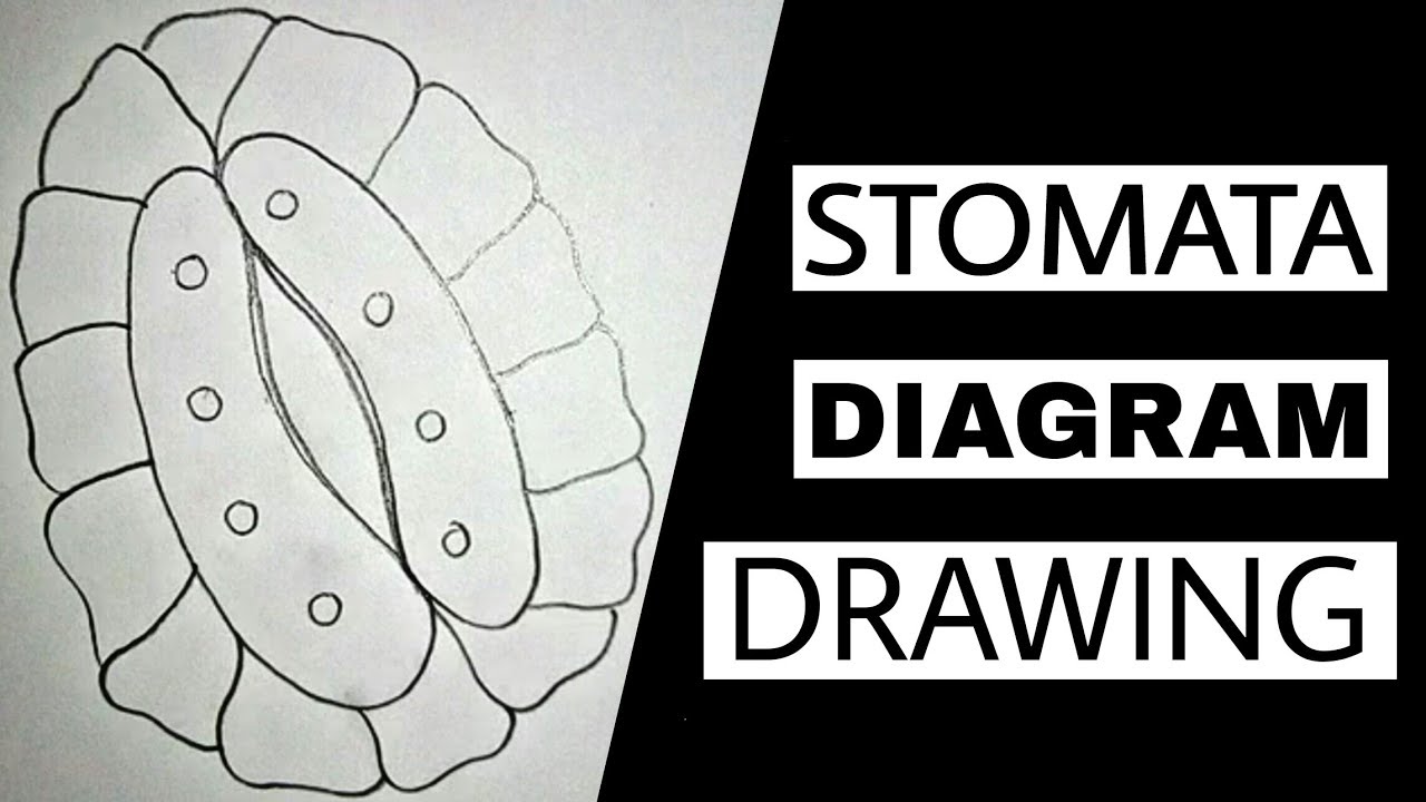 How to draw Closed Stomatal pore diagram of Stomata step by step in ...