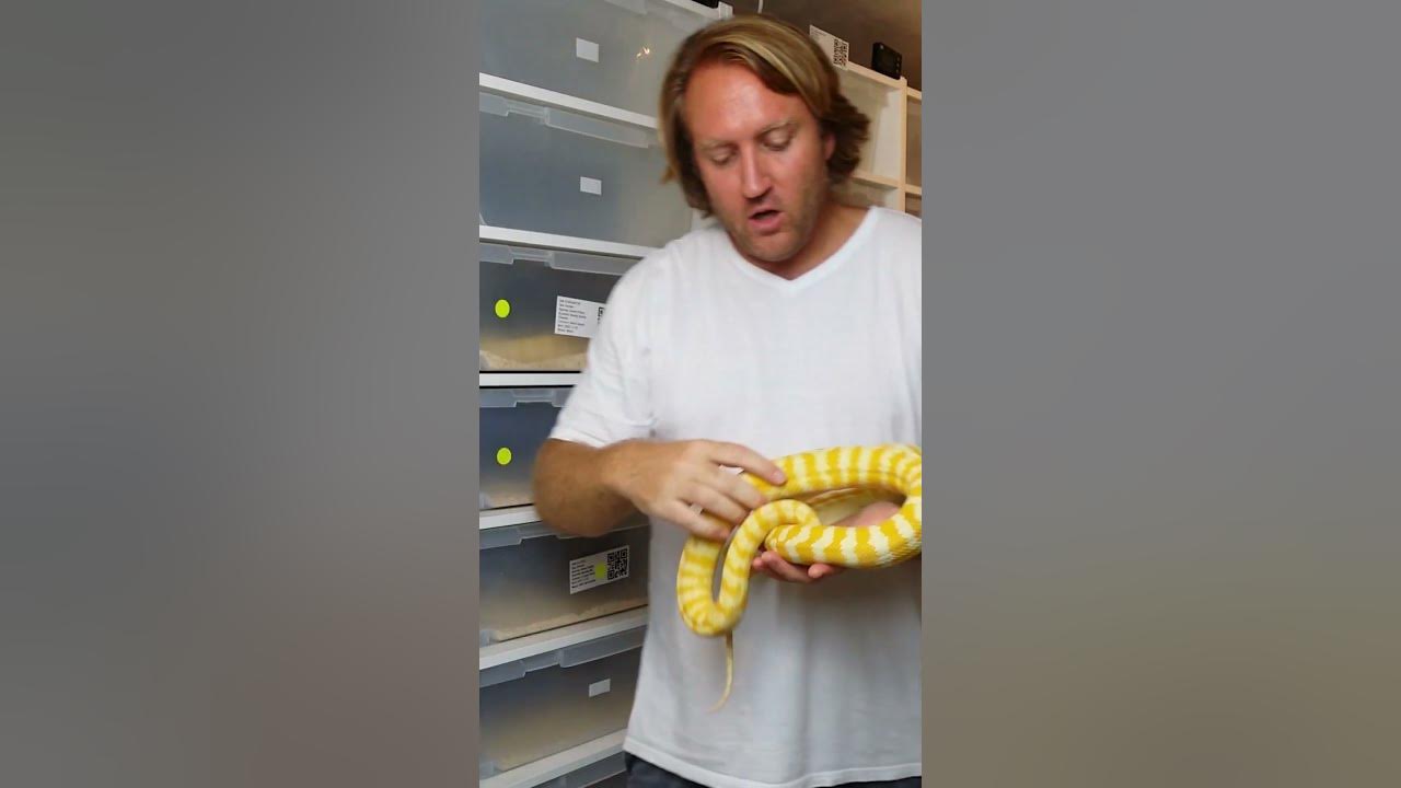 Albino Darwin Carpet Python - YouTube