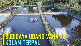 cara budidaya udang di kolam beton