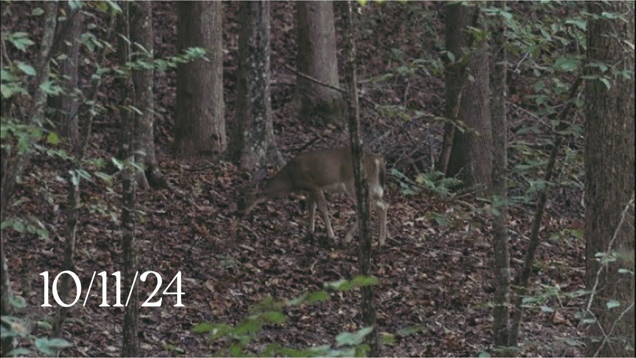 Bow Hunting in a Swamp *lots of deer movement* - YouTube