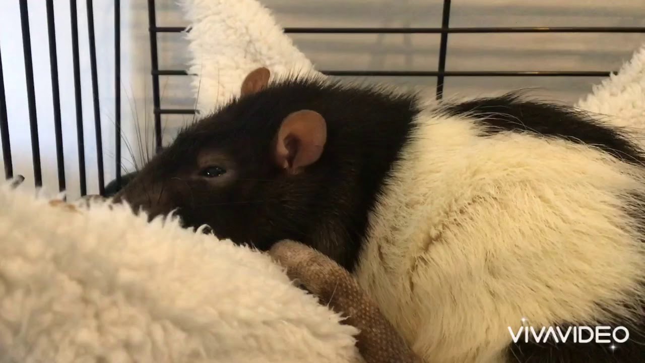 Cute Fat Rat - YouTube