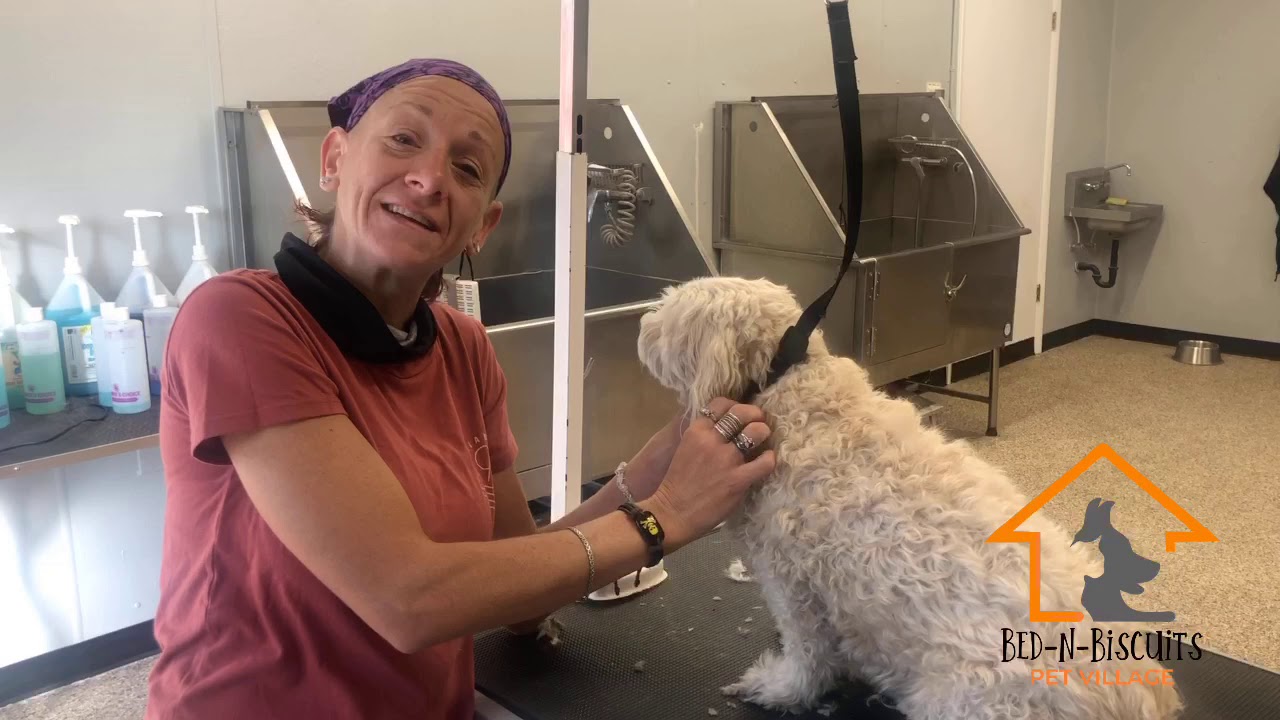 Tips from a Master Groomer! - YouTube