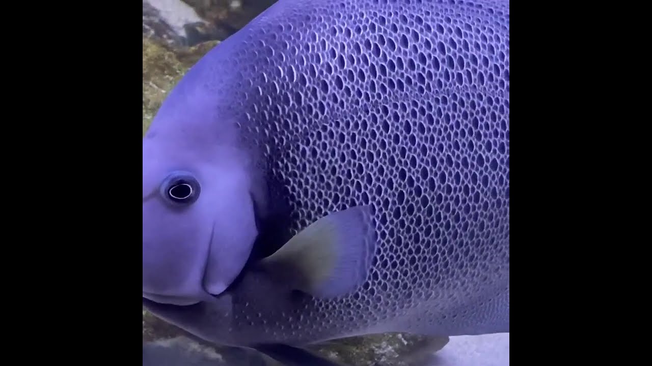 Florida United States yet another blue fish - YouTube