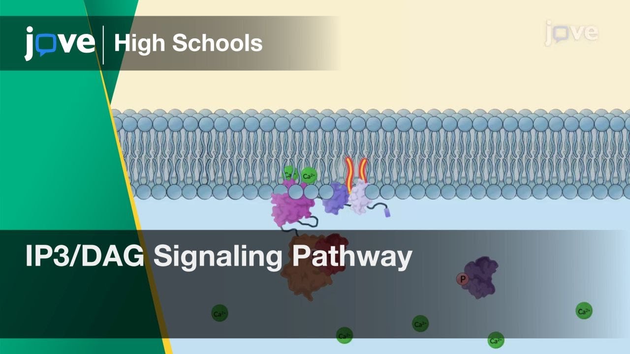 IP3/DAG Signaling Pathway | Cell Bio | Video Textbooks - Preview - YouTube