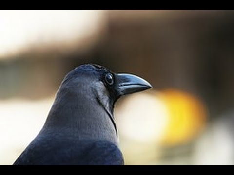 Crows Friend or Foe[Nature Documentary]HD - YouTube