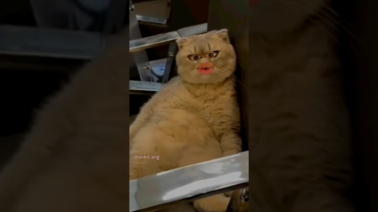 bagar billa #shorts #bagarbilla - YouTube