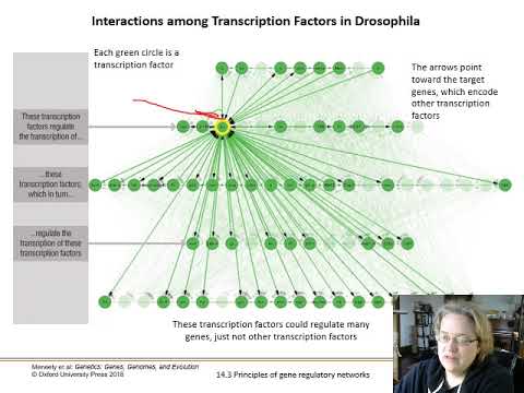 Ch. 14 Networks of Gene Regulation - Part 3 - Gene Regulatory Networks ...