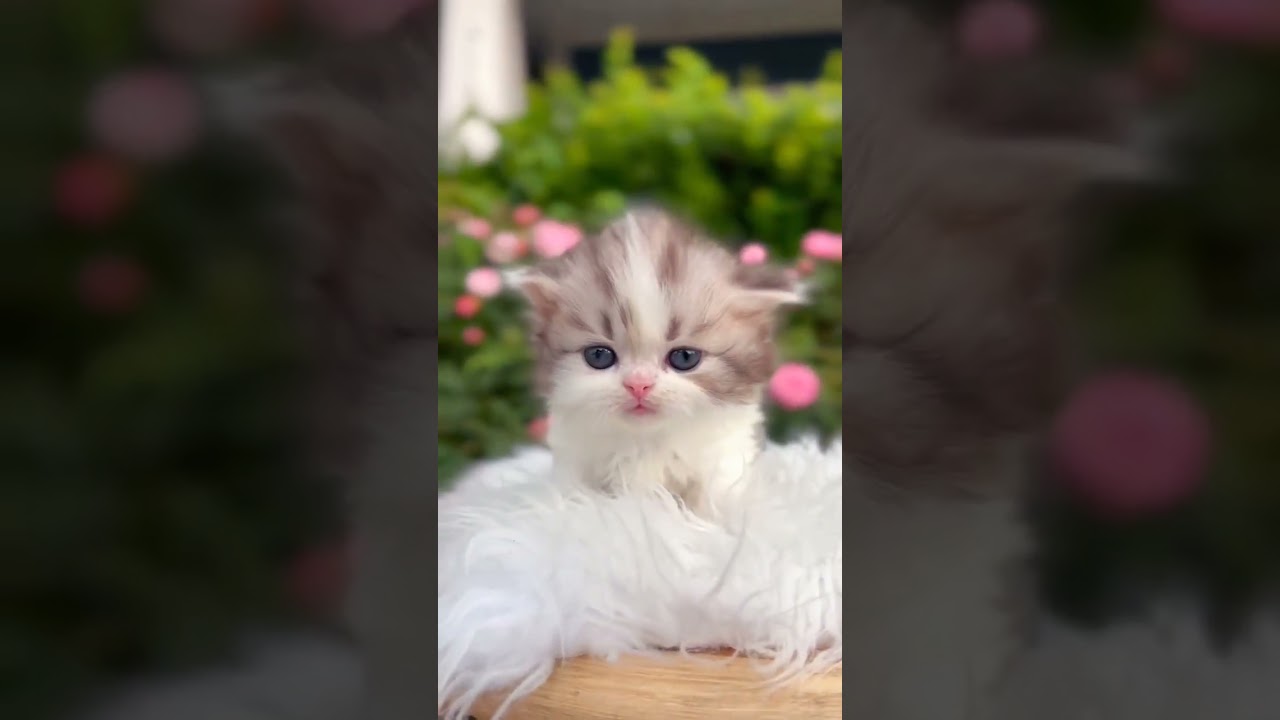 cute kitten - YouTube