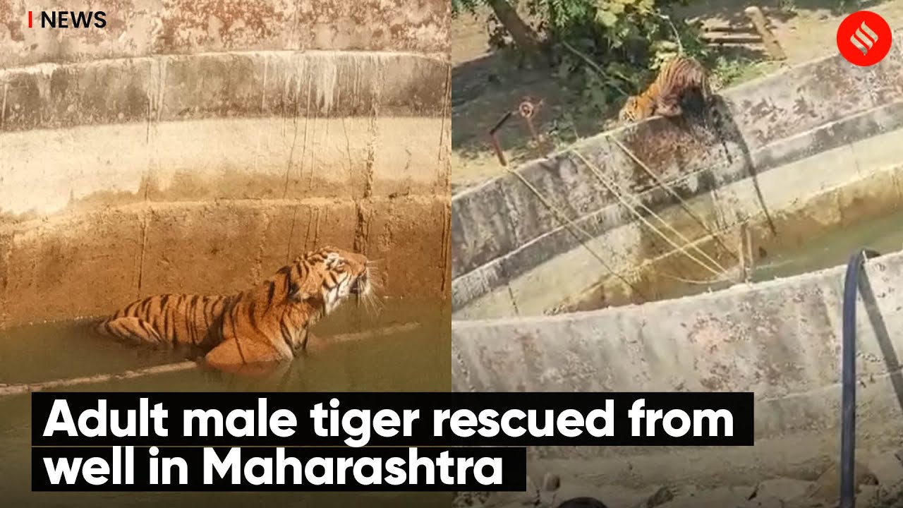 Adult male tiger rescued from well in Maharashtra - YouTube