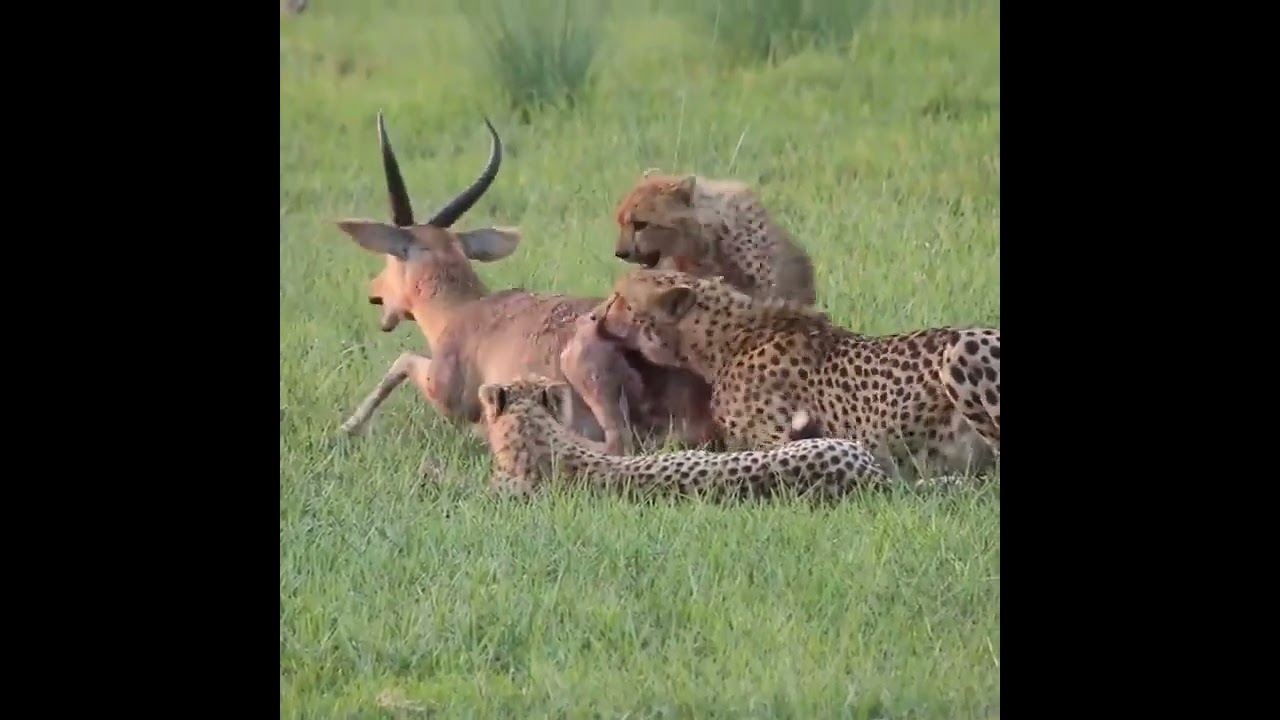 Cheetahs attack the deer/cheetah/the deer. - YouTube