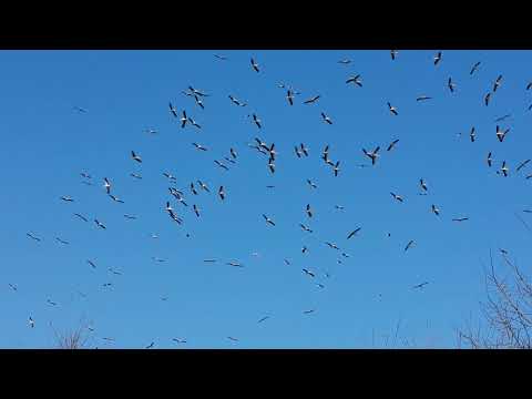 Musakuce semasinda ucusan leylekler
