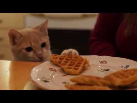 Salvatore the cat loves waffles - YouTube