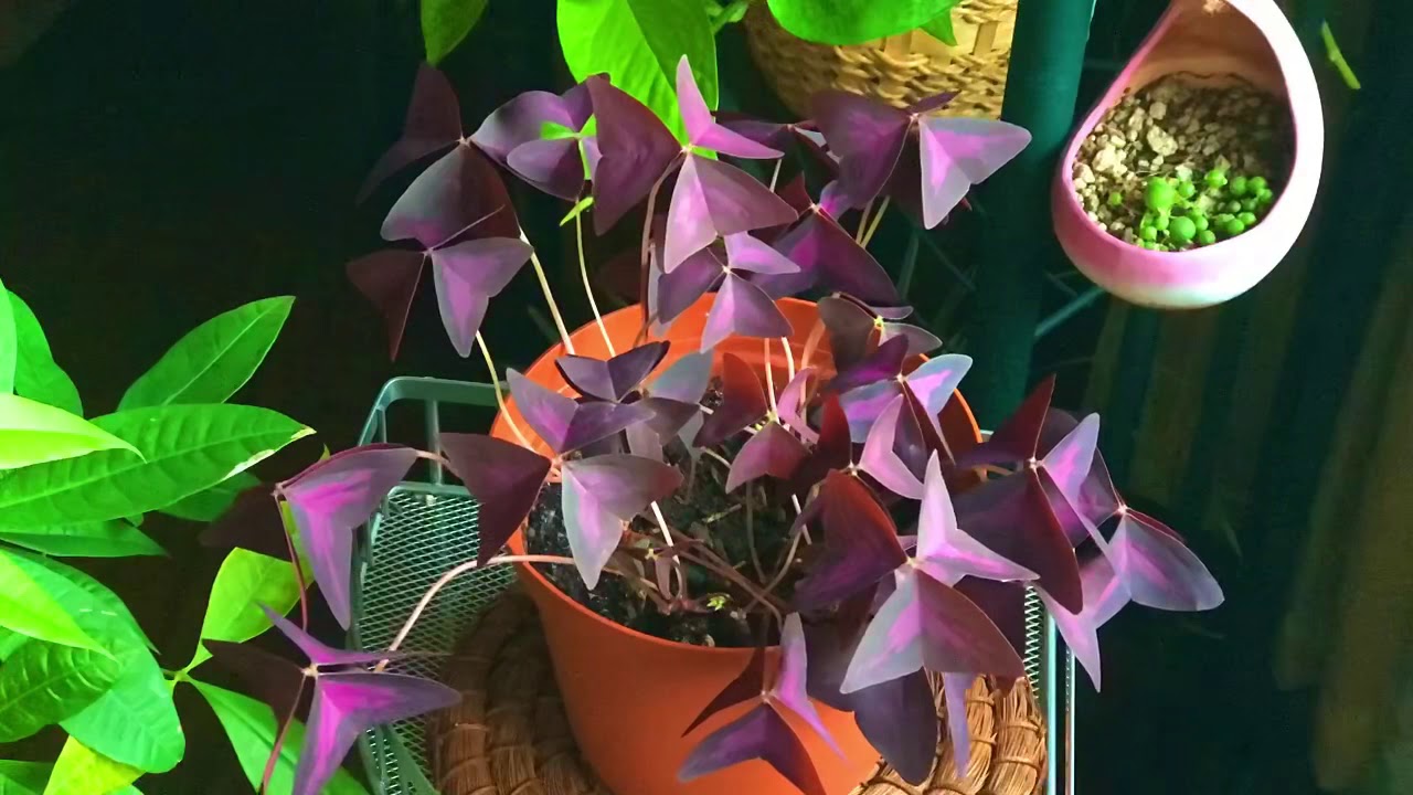 Oxalis Triangularis / Purple Shamrock Time lapse - YouTube