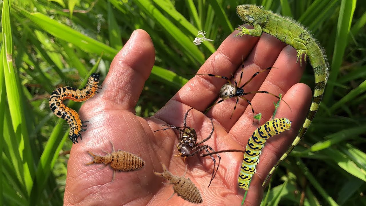 Catch the antlion the ground predator‼️hunt lots of caterpillars ...