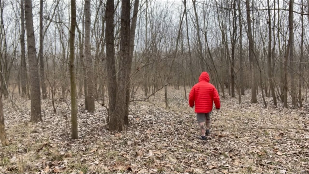 Morning walk through a random woods - YouTube