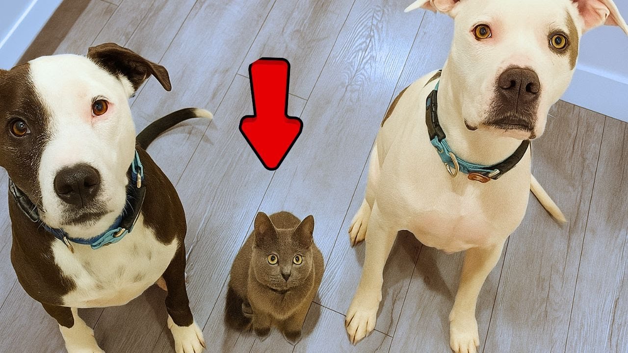 Kitten Is Obsessed with Pittie Brothers - YouTube