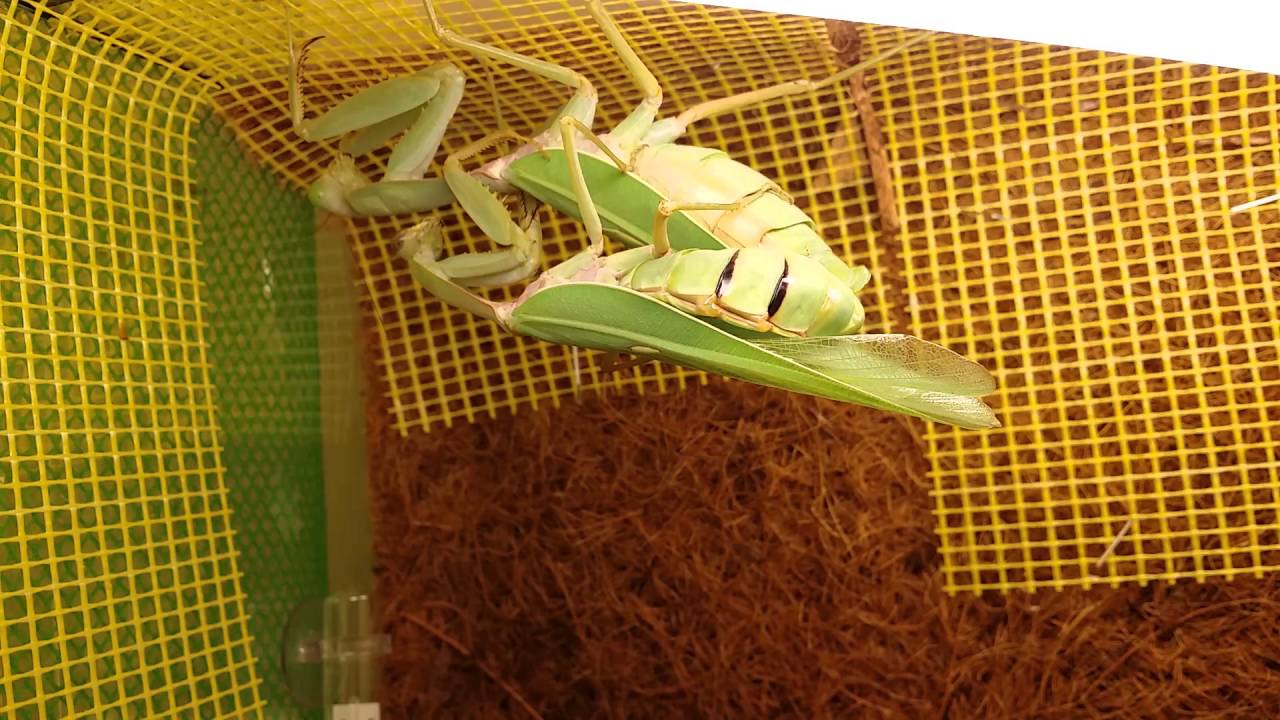 Gigantic mantis Rhombodera megaera mating close-up - YouTube