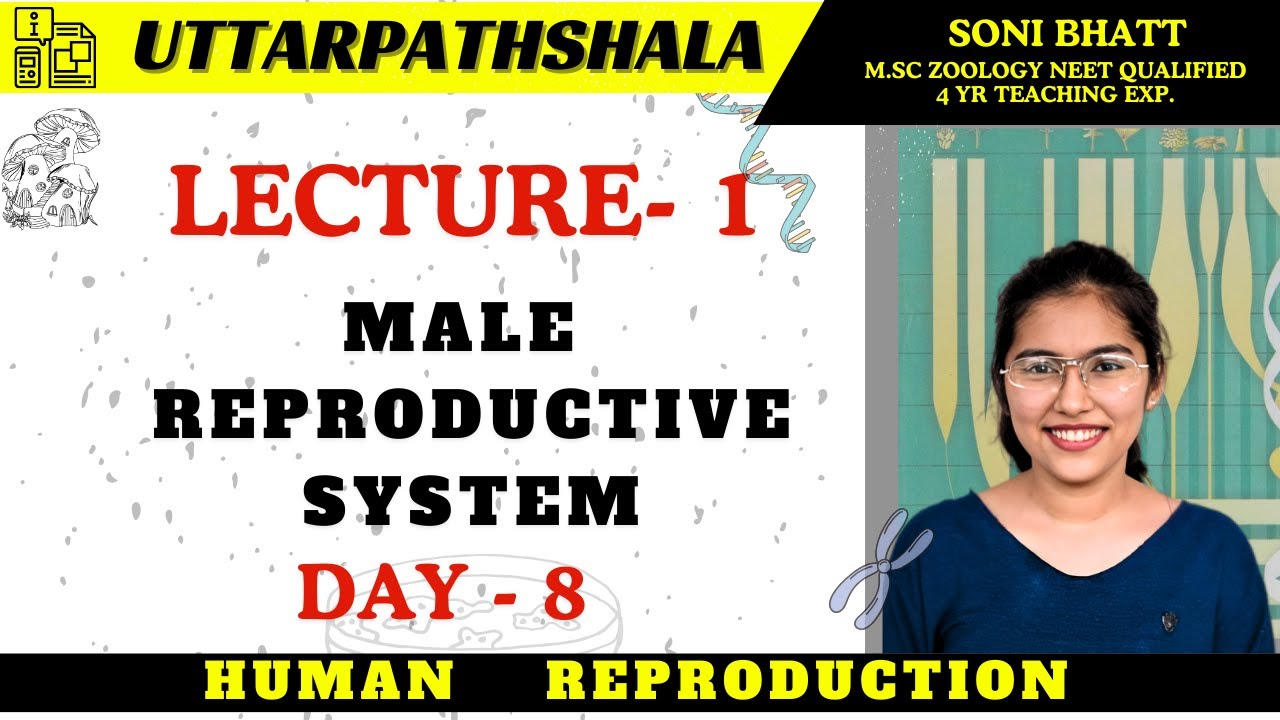 BIOLOGY CLASS 12 || HUMAN REPRODUCTION || LECTURE -1 || MALE ...