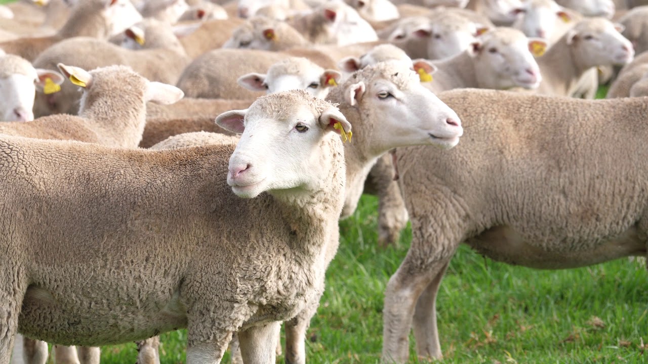 Manjoh Ranch Dormer LOT Video - YouTube