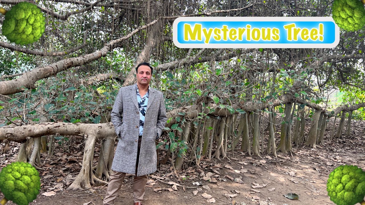 🌳The Mysterious Tree🌳| Cholti Kheri Punjab | Banyan Tree | SIRHIND ...