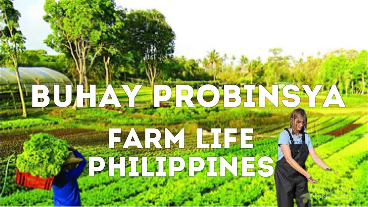 Simple Life in the Farm | Buhay Probinsya | Farm Life Philippines - YouTube