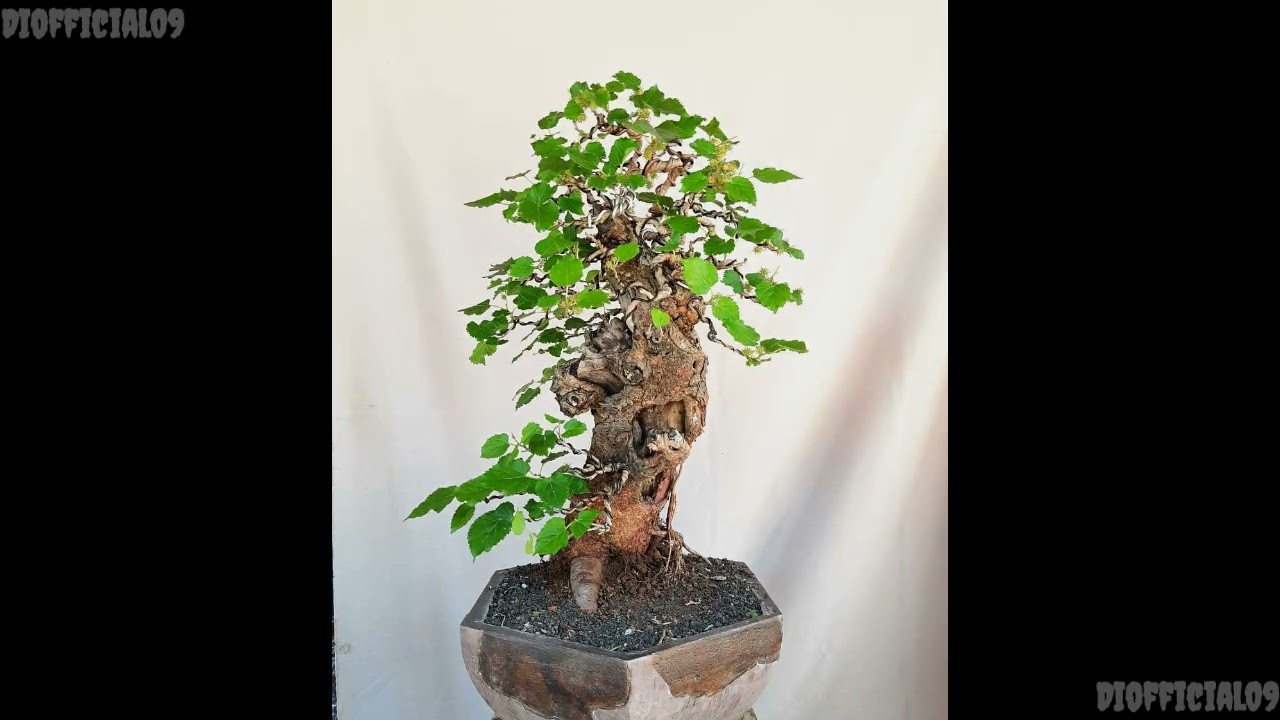 INSPIRASI BONSAI MURBEI BERBUAH KEREN👍 || PARA PEMBONSAI WAJIB TONTON ...