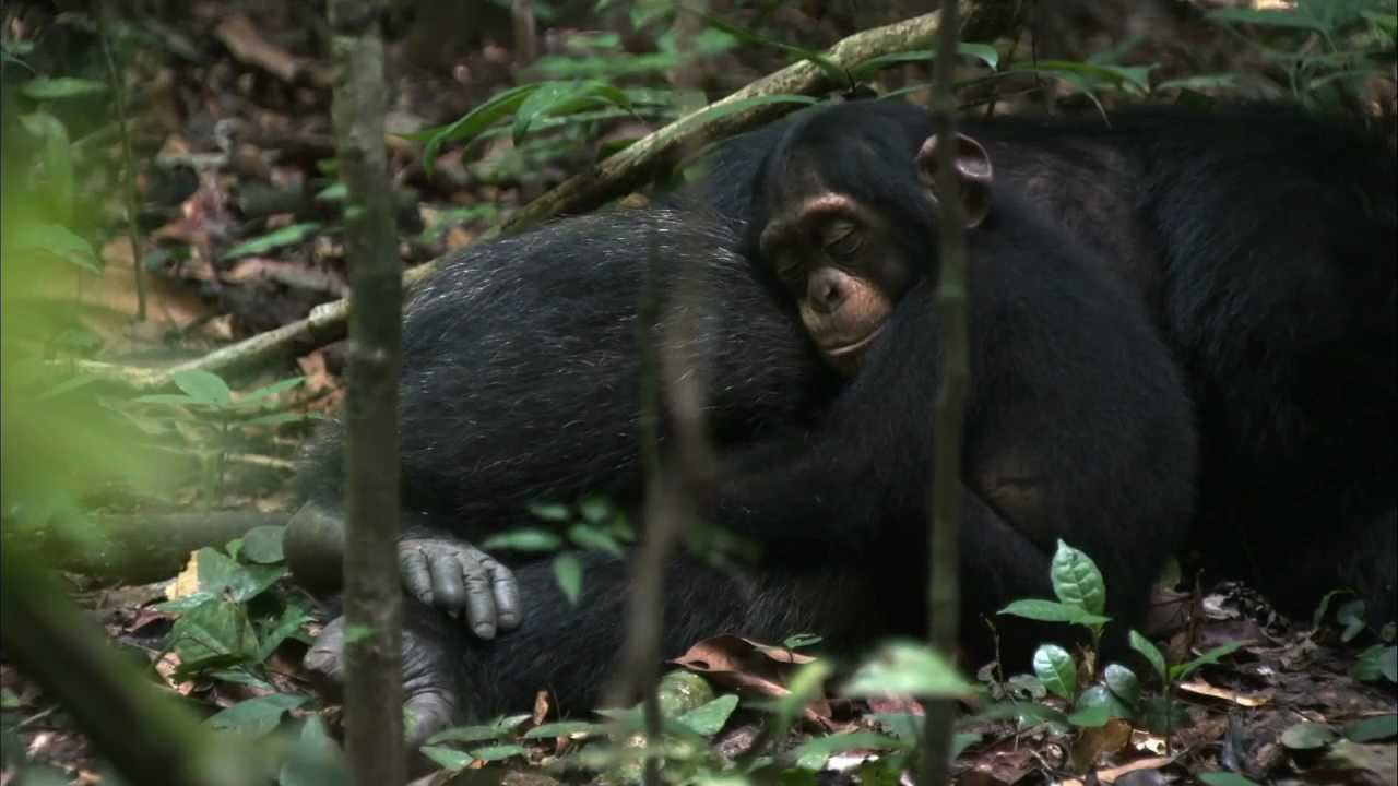 Chimpanzee / HD trailer Nederlands - YouTube