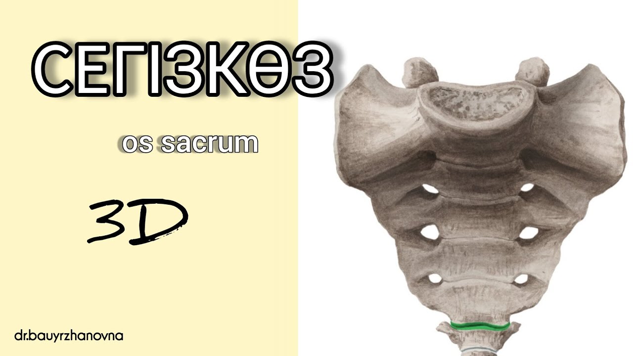 Анатомия. Омыртқа бағанасы : Сегізкөз (os sacrum) - YouTube