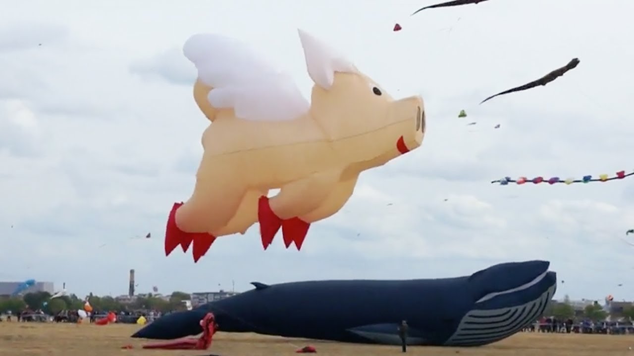 When pigs fly: Berlin giant kite festival spurs delight - YouTube