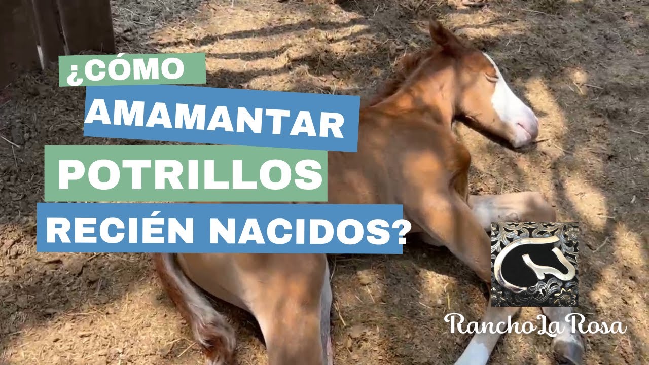 Problemas de amamantamiento en un potro recién nacido y cómo ...