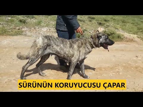 YAYLACI SERDARIN HARİKA ÇAPAR DİŞİSİ SÜRÜNÜN ETRAFINDA PERVANE OLUYOR #kangal #çapar #köpek