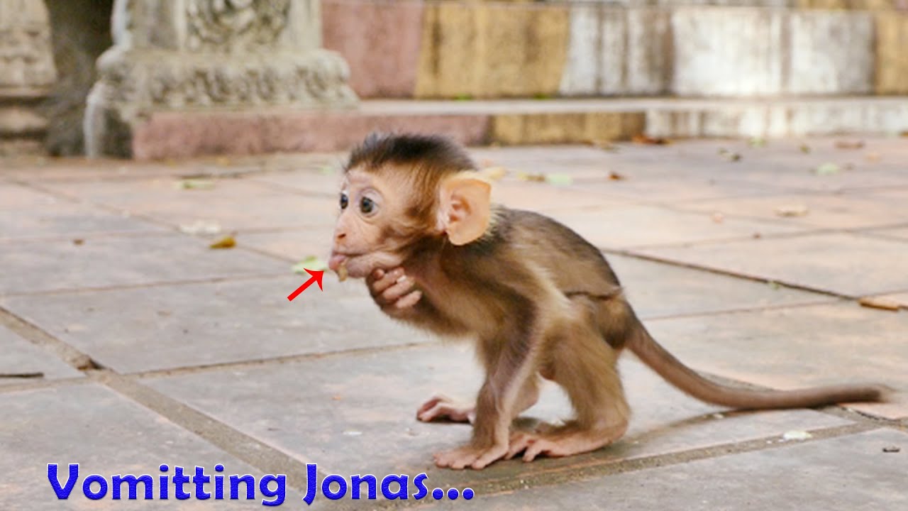 Overfull of Milk...Poorest JONAS Baby Monkey Getting Breastfeed Too ...