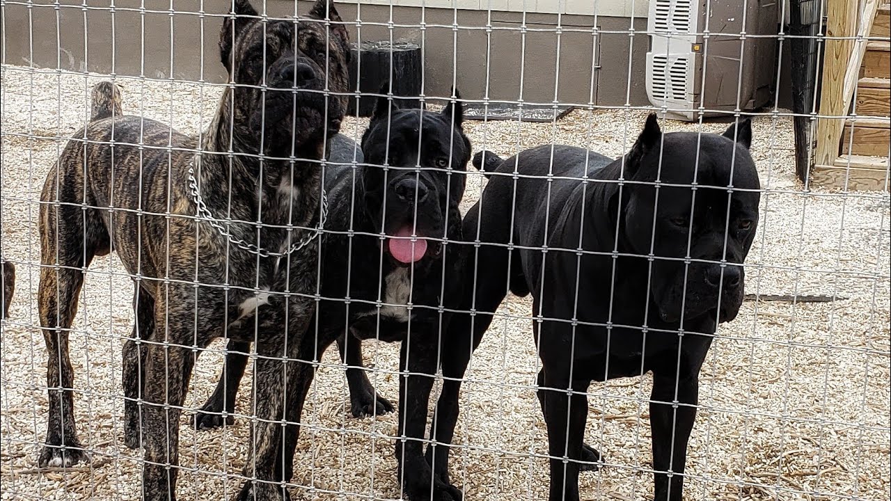 Sunday funday with my pack of Cane Corso! - YouTube