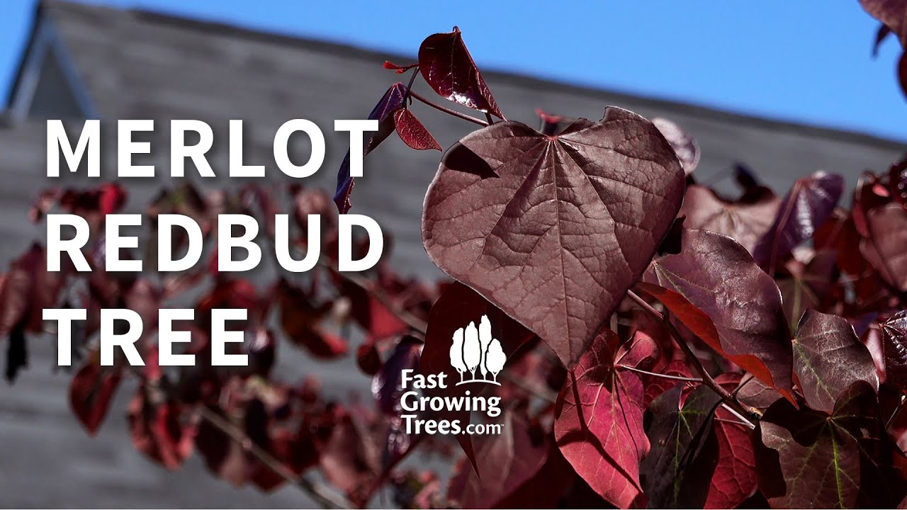 Merlot Redbud Tree from FastGrowingTrees.com - YouTube
