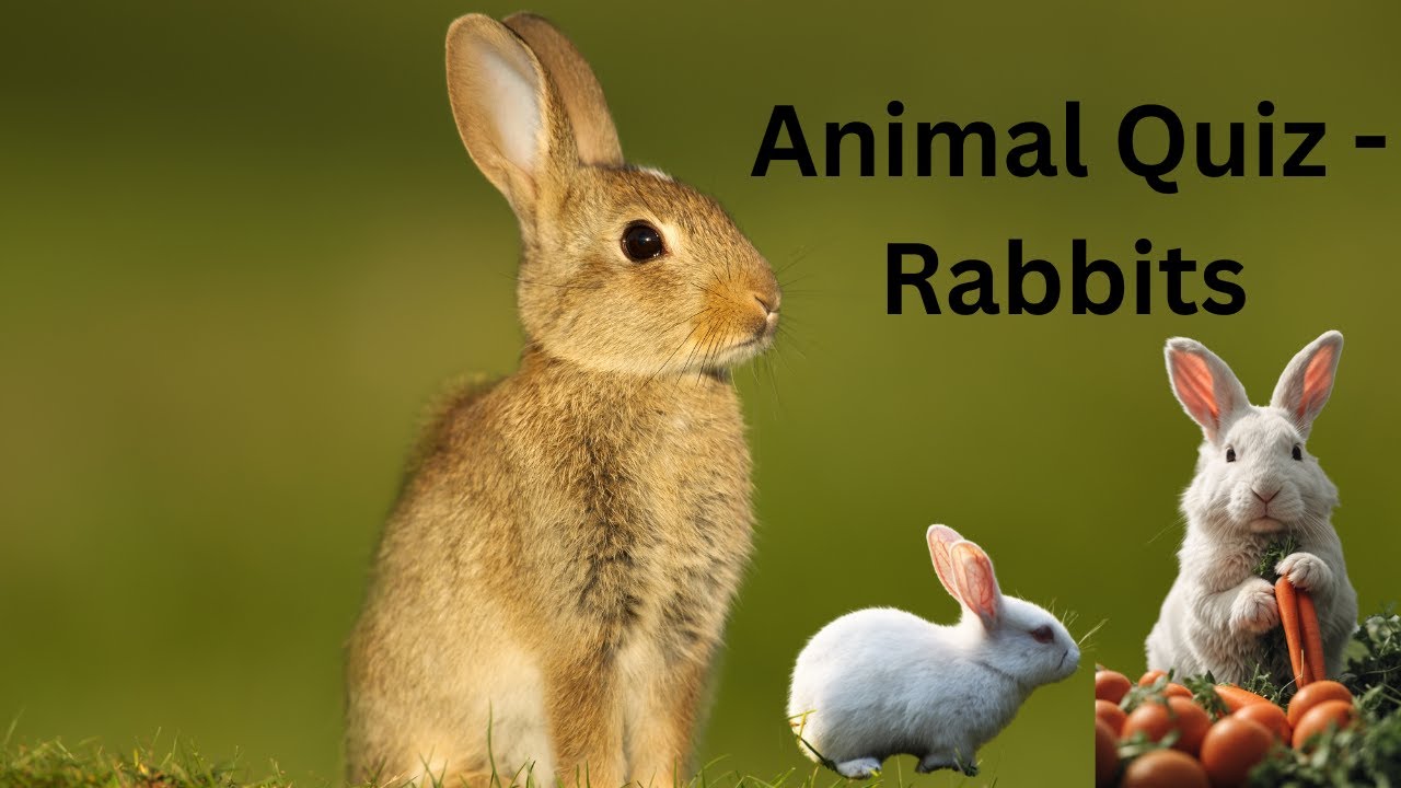 Animal Quiz | Rabbits General Knowledge| Learn and Enjoy - YouTube