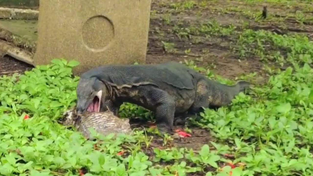Dark Asian water monitor lizard eats carrion. - YouTube