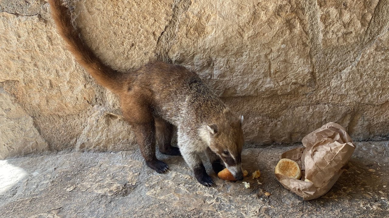 coatí de nariz blanca ( mapache) - YouTube