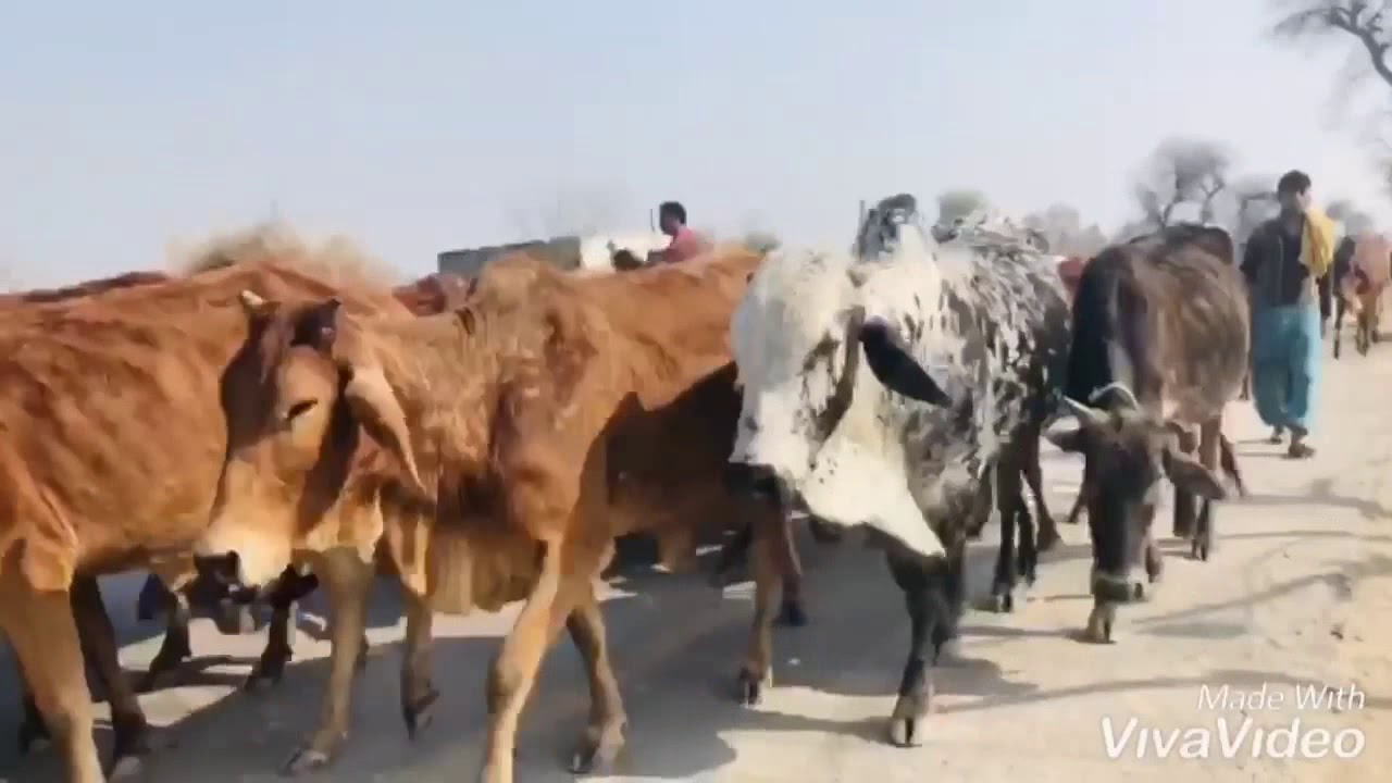 desi bull beauty of Pakistan / bull family / cow and bull - YouTube