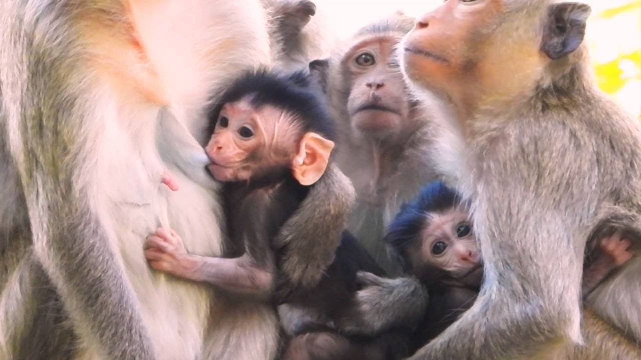 Baby Monkey Milestones: A Mom's Heartfelt Journey - YouTube