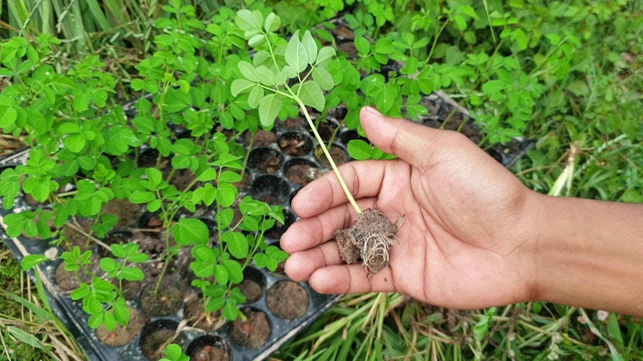 Moringa Growing for your gardening - How to plant moringa in your ...