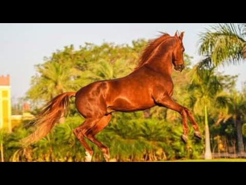 Top 3 Best Marwari Stallions - At Shourya Stud Farm Ahmedabad !! - YouTube