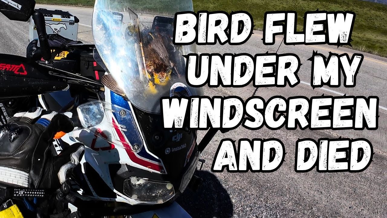 A Bird Flew into my Motorcycle Windscreen EP 4 - YouTube