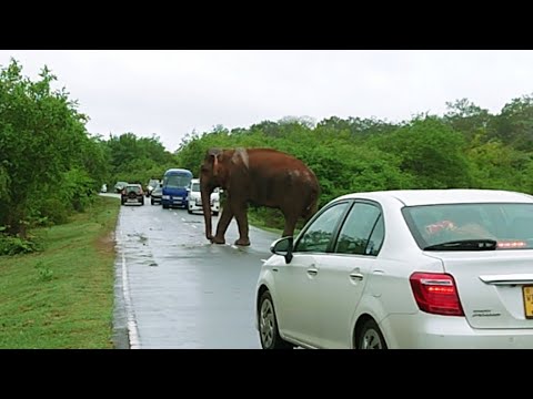 The ferocious elephant blocks the road and obstructs the vehicles - YouTube