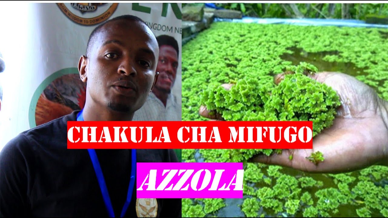 KILIMO CHA AZOLLA:Azzola chakula mbadala cha mifugo,kuku,nguruwe na ng ...